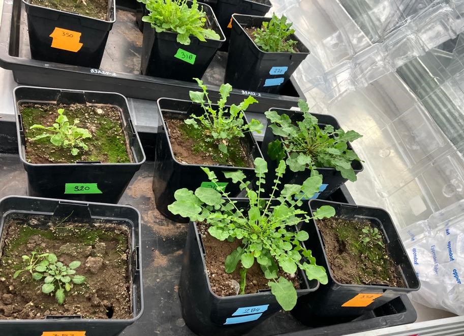 Plant Biogeochemistry - Helmholtz-Centre for Environmental Research