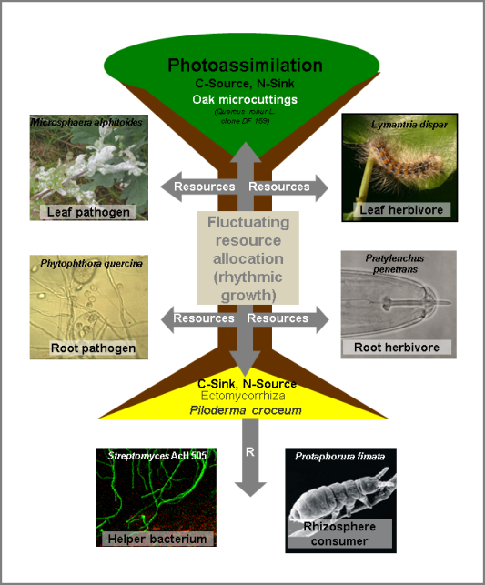 TrophinOak and PhytOakmeter - Helmholtz-Centre for Environmental Research