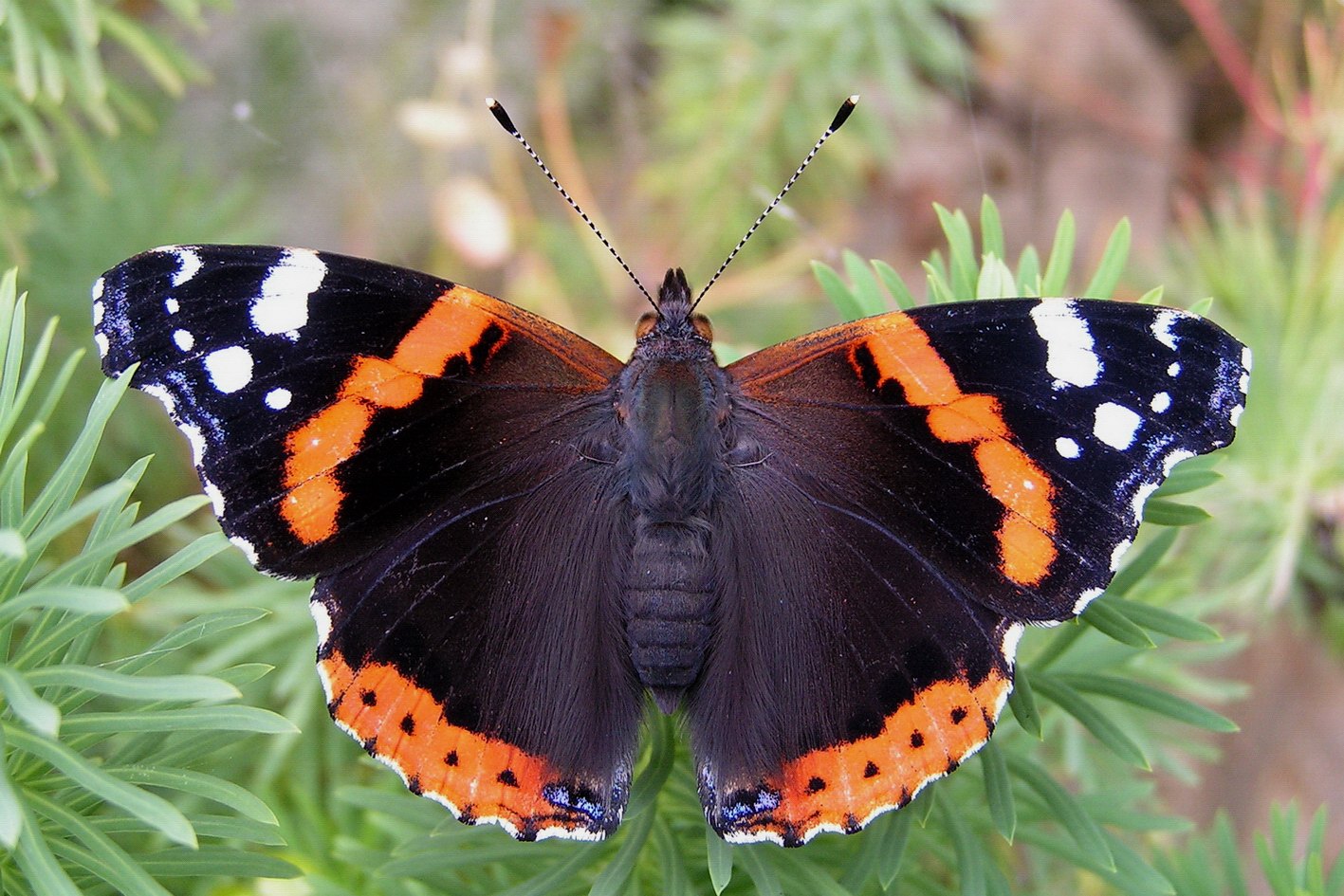 Edelfalter - Tagfalter-Monitoring