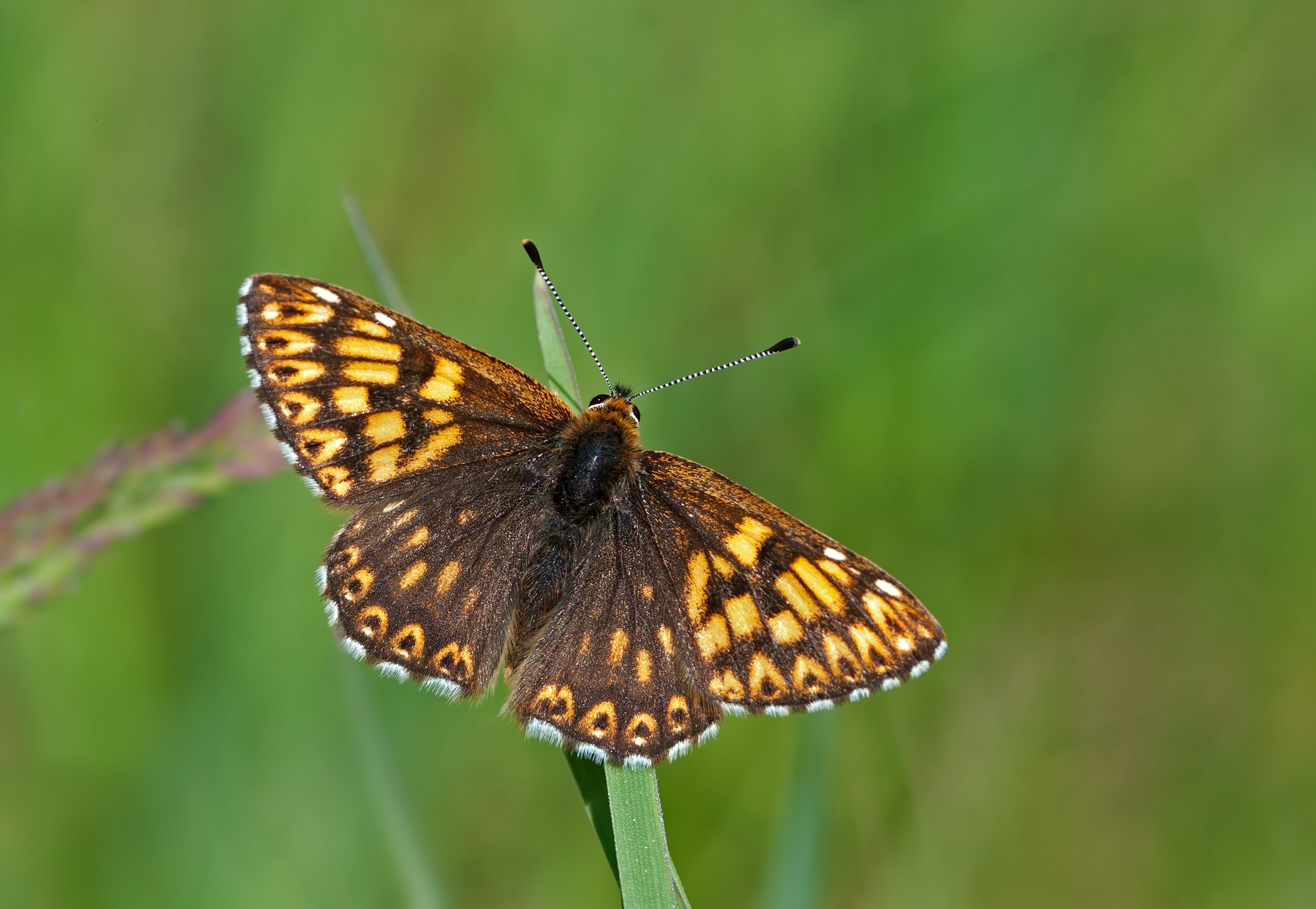 Hamearis lucina (Linnaeus, 1758) - Tagfalter-Monitoring