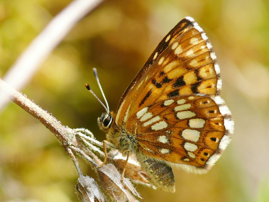 Hamearis lucina (Linnaeus, 1758) - Tagfalter-Monitoring