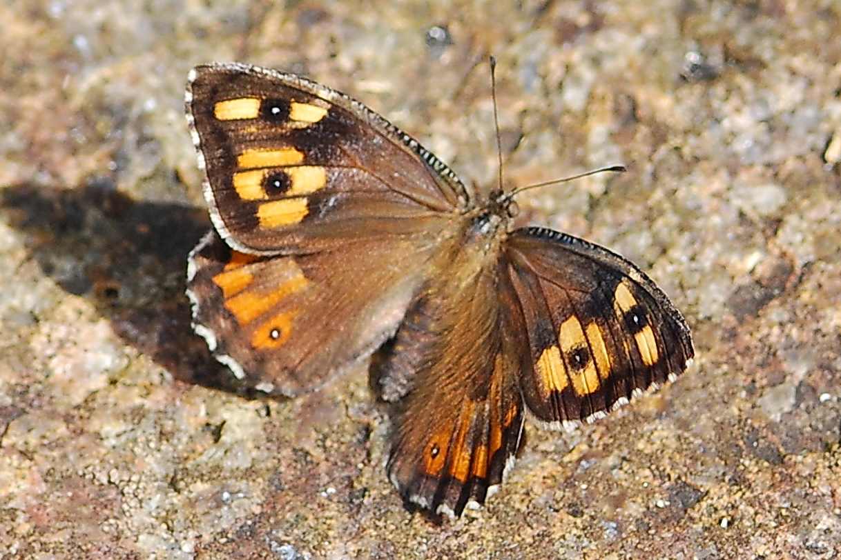 Hipparchia semele (LINNAEUS, 1758) - Tagfalter-Monitoring