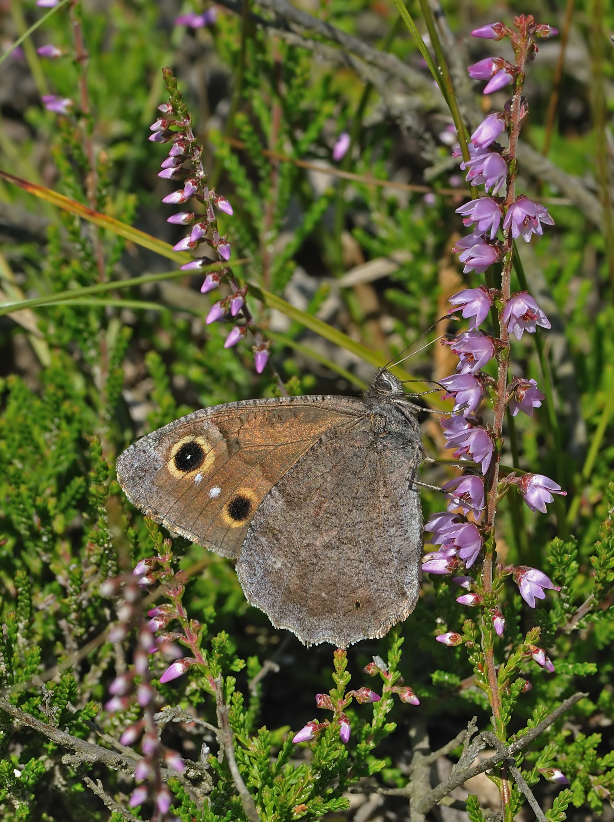 Hipparchia statilinus (Hufnagel, 1766) - Tagfalter-Monitoring
