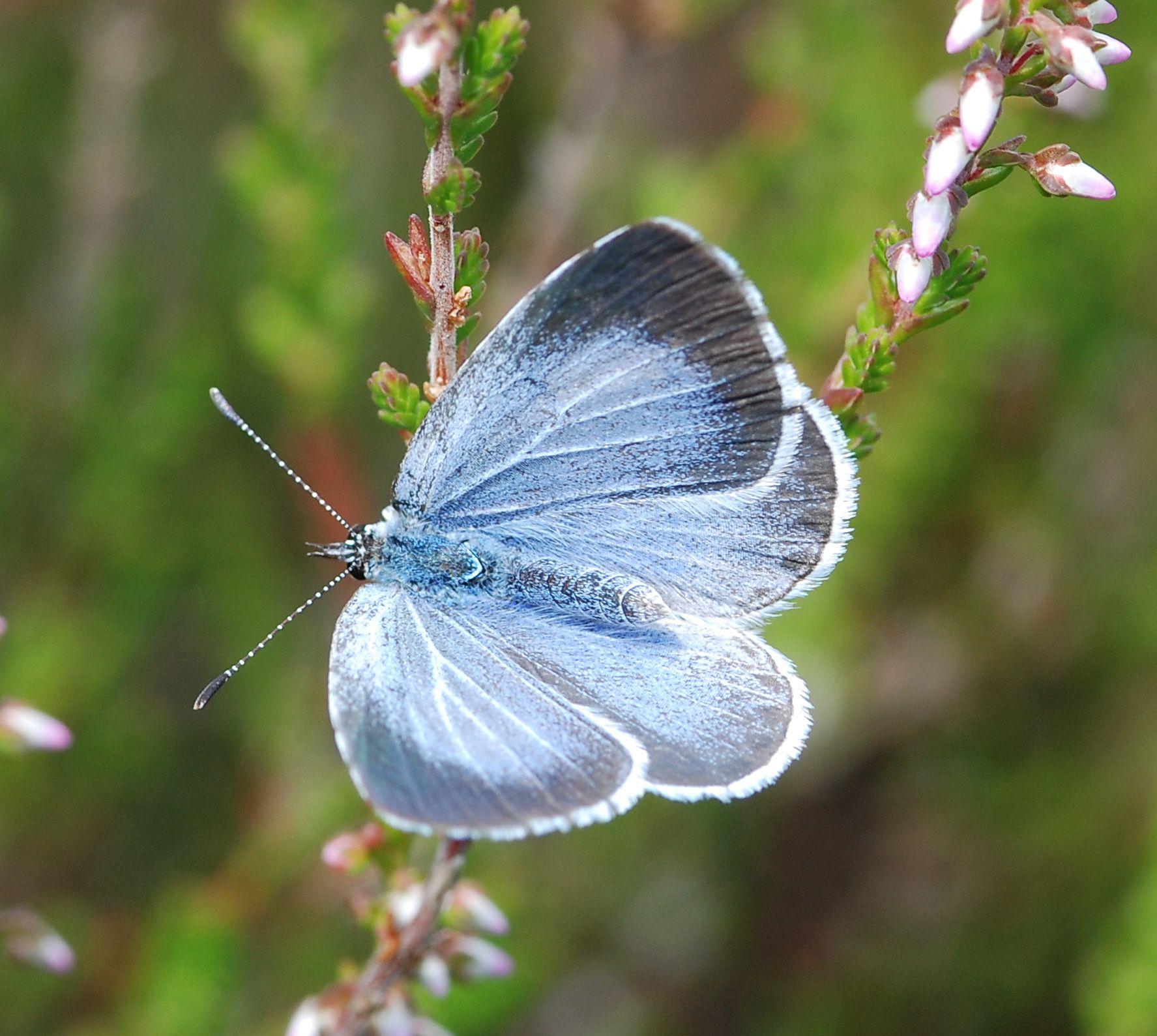 Celastrina argiolus (LINNAEUS, 1758) - Tagfalter-Monitoring