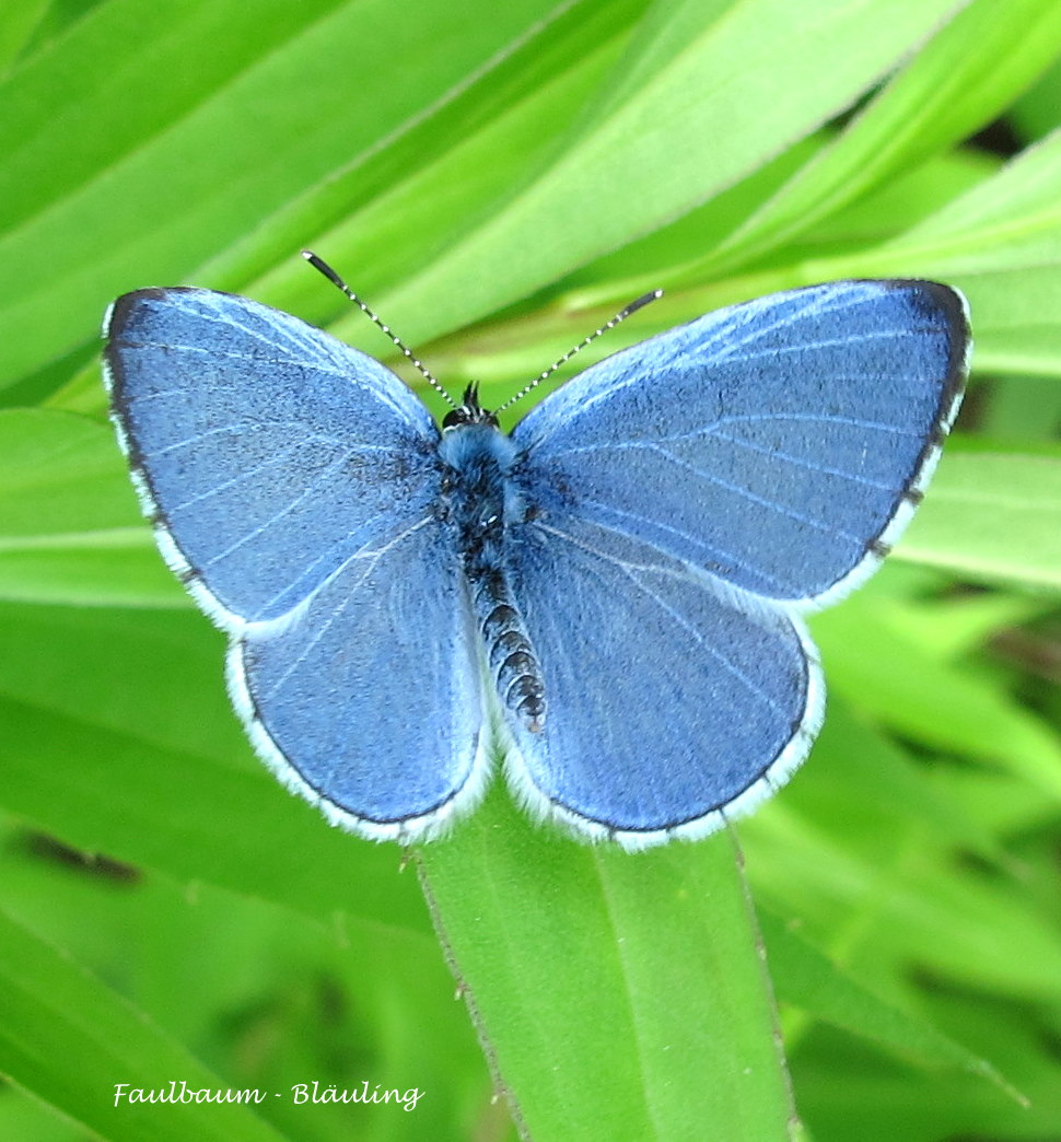 Celastrina argiolus (LINNAEUS, 1758) - Tagfalter-Monitoring