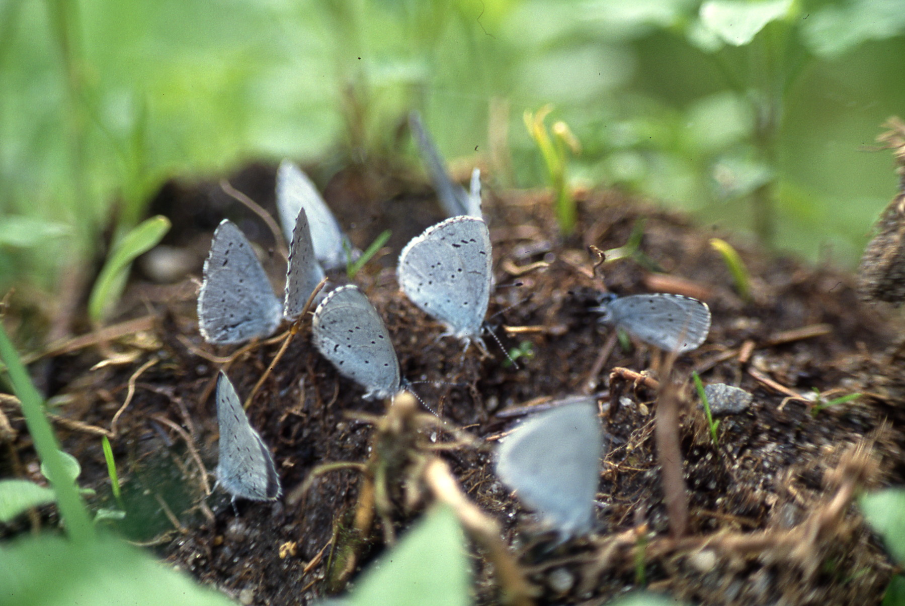 Celastrina argiolus (LINNAEUS, 1758) - Tagfalter-Monitoring