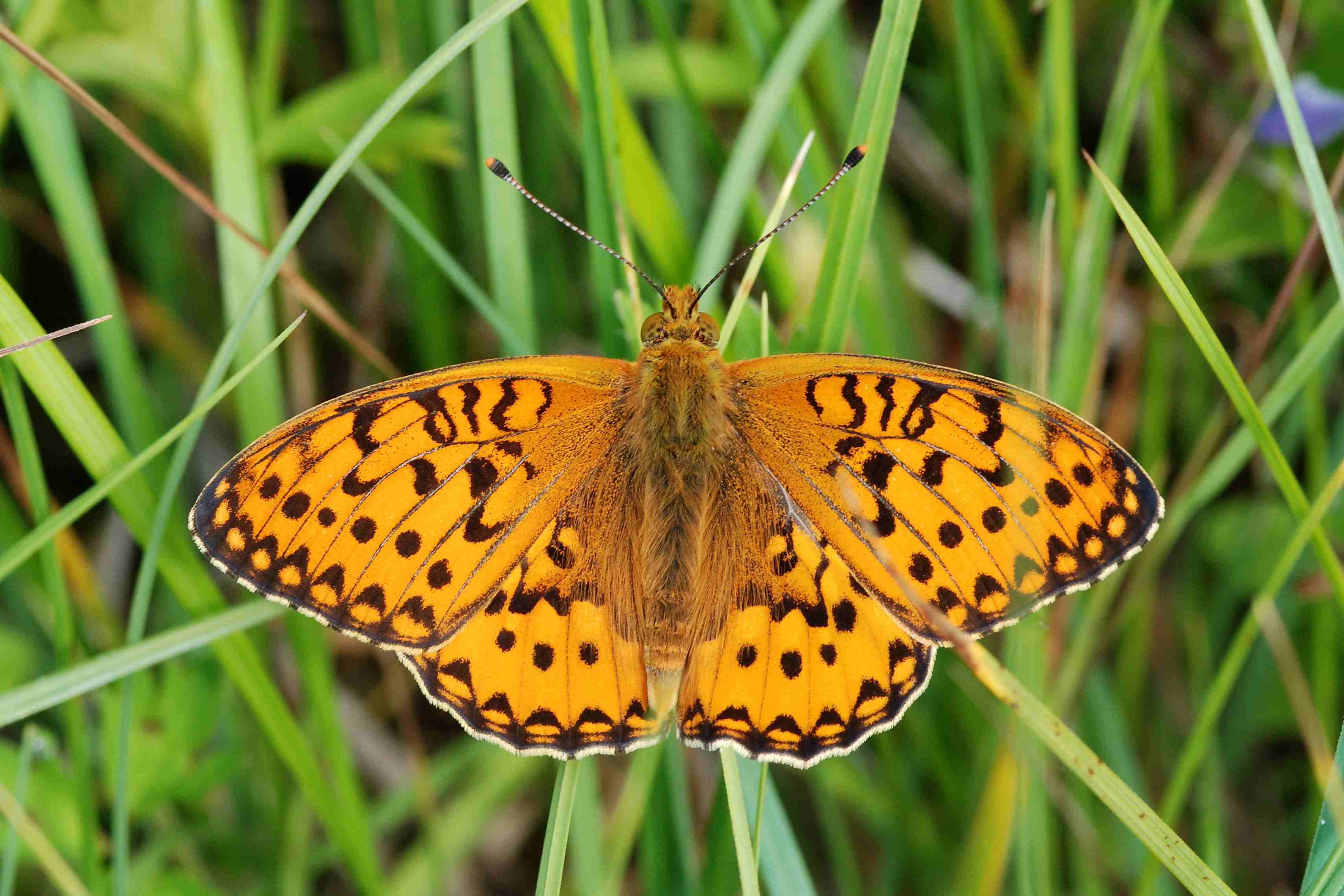 Argynnis aglaja (LINNAEUS, 1758) - Tagfalter-Monitoring