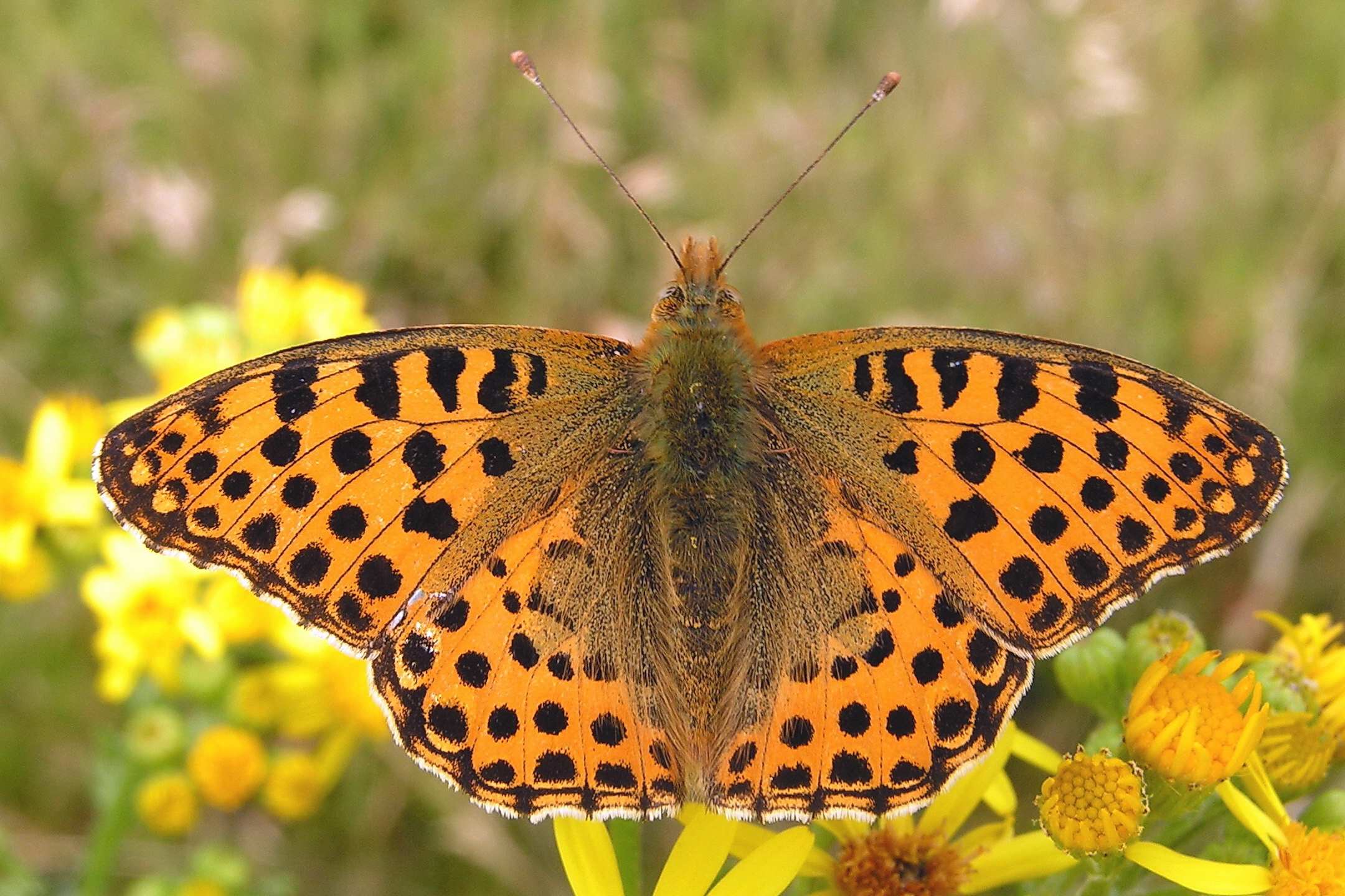 Issoria lathonia (LINNAEUS, 1758) - Tagfalter-Monitoring