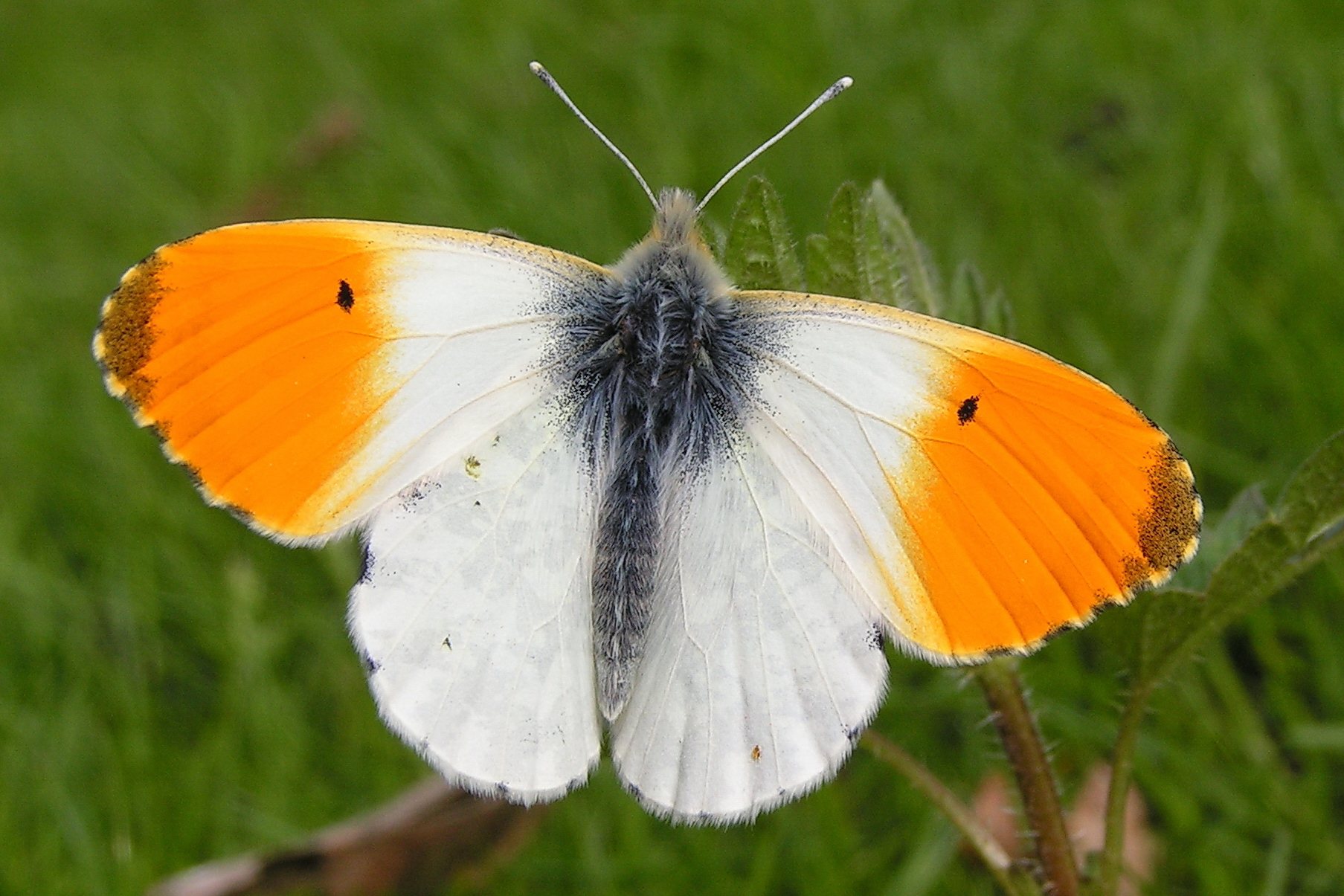 Anthocharis cardamines (LINNAEUS, 1758) - Tagfalter-Monitoring