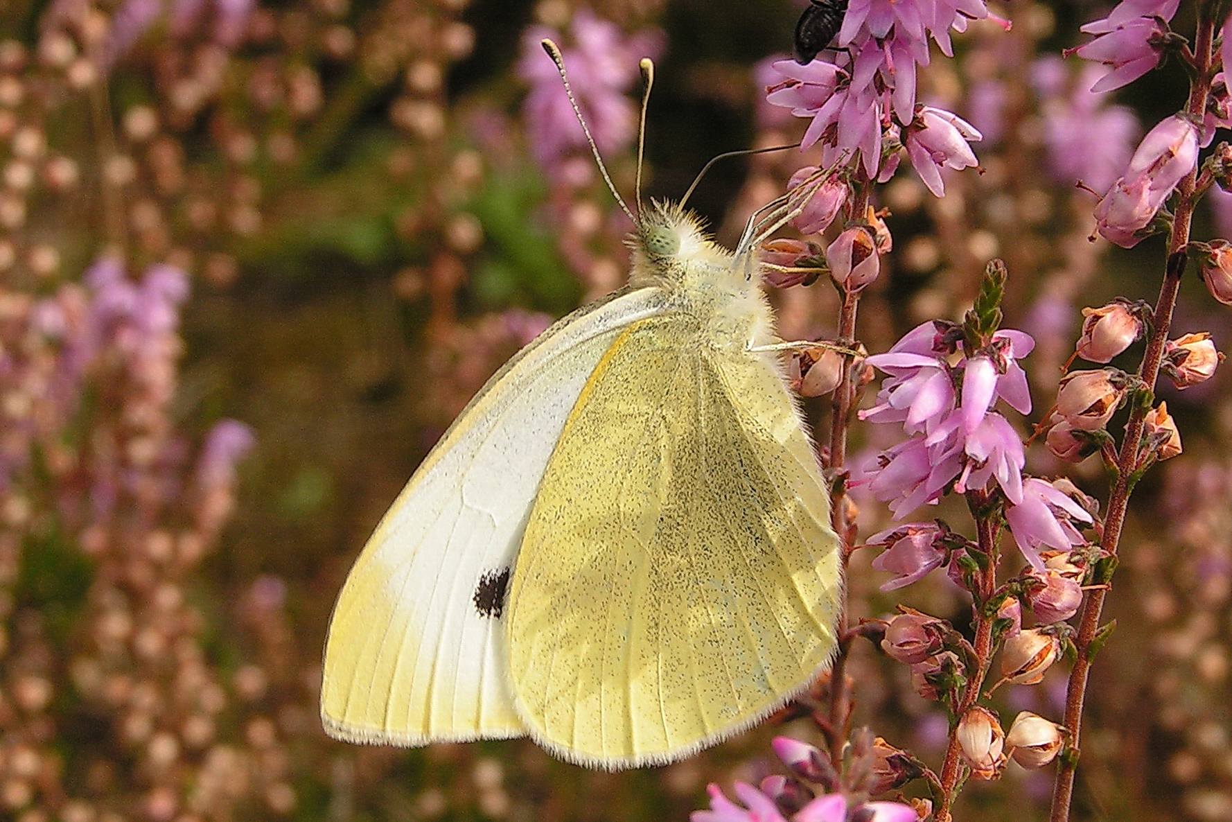 Pieris rapae (LINNAEUS, 1758) - Tagfalter-Monitoring